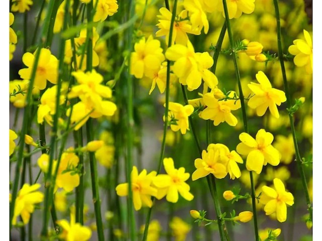 ZIMSKI JASMIN (Jasminum nudiflorum) sadnica