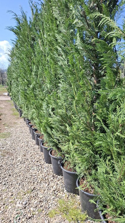 Cupressocyparis x leylandii – Kupresociparis 2-2,5m