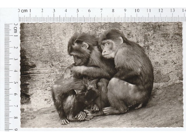 Wuppertal-Elberfeld - Affengruppe im ZOO garten