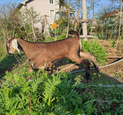 Anglo nubijski jarići F1 i F3