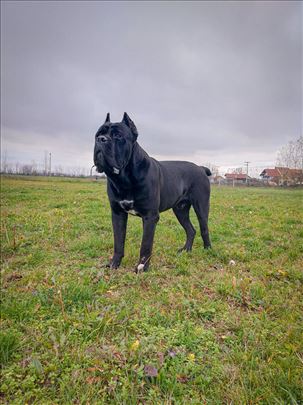 Cane Corso slobodan za parenje