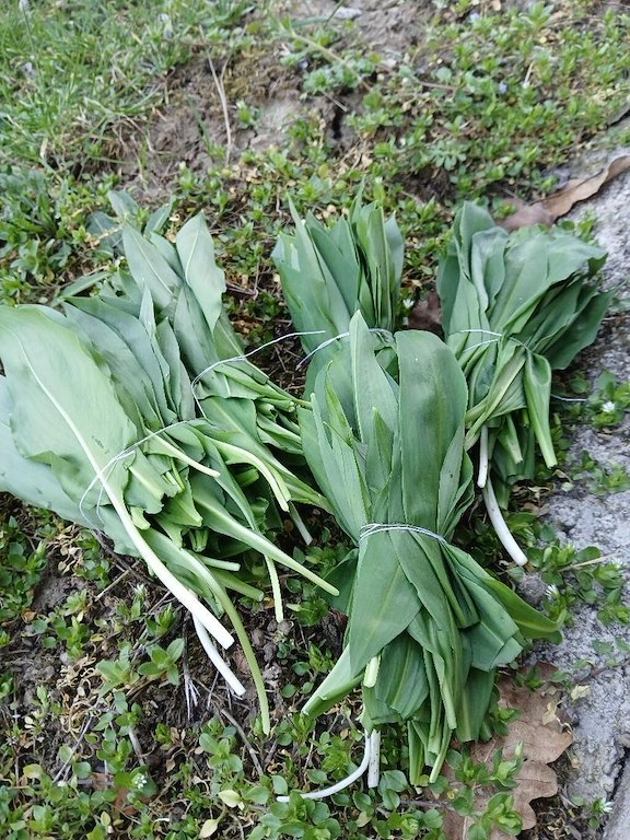 Planinski sremuš   Sremuš-bomba zdravlja Nova tura berbe 3 vezice 100