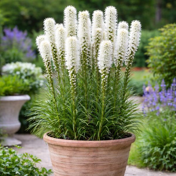 Liatris spicata Alba- 3 lukovice