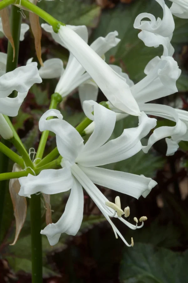 Nerine Bowdenii alba – 1 lukovica