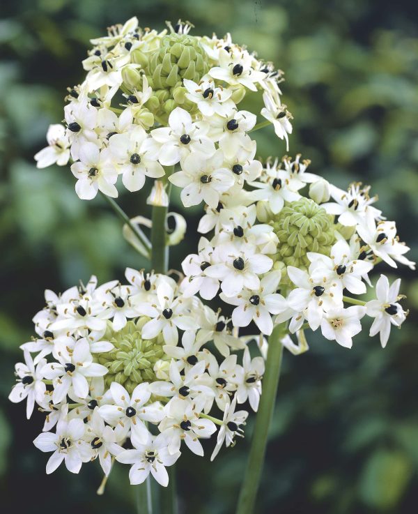 Ornithogalum saundersiae – 1 lukovica
