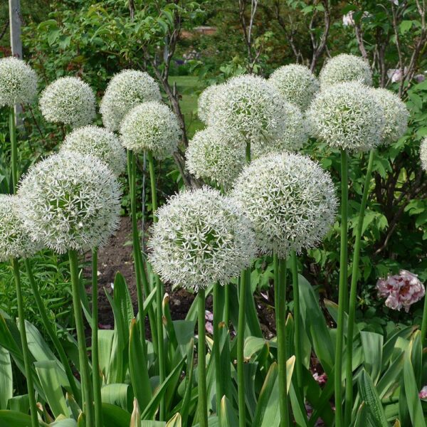 Ukrasni luk-Allium Mount Everest – 3 lukovice