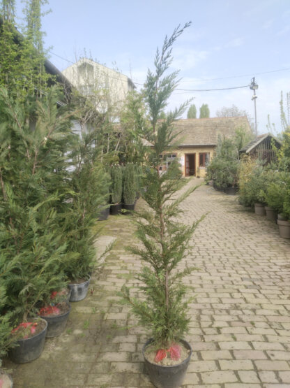 Cupressocyparis leylandii (lejlandi čempres)