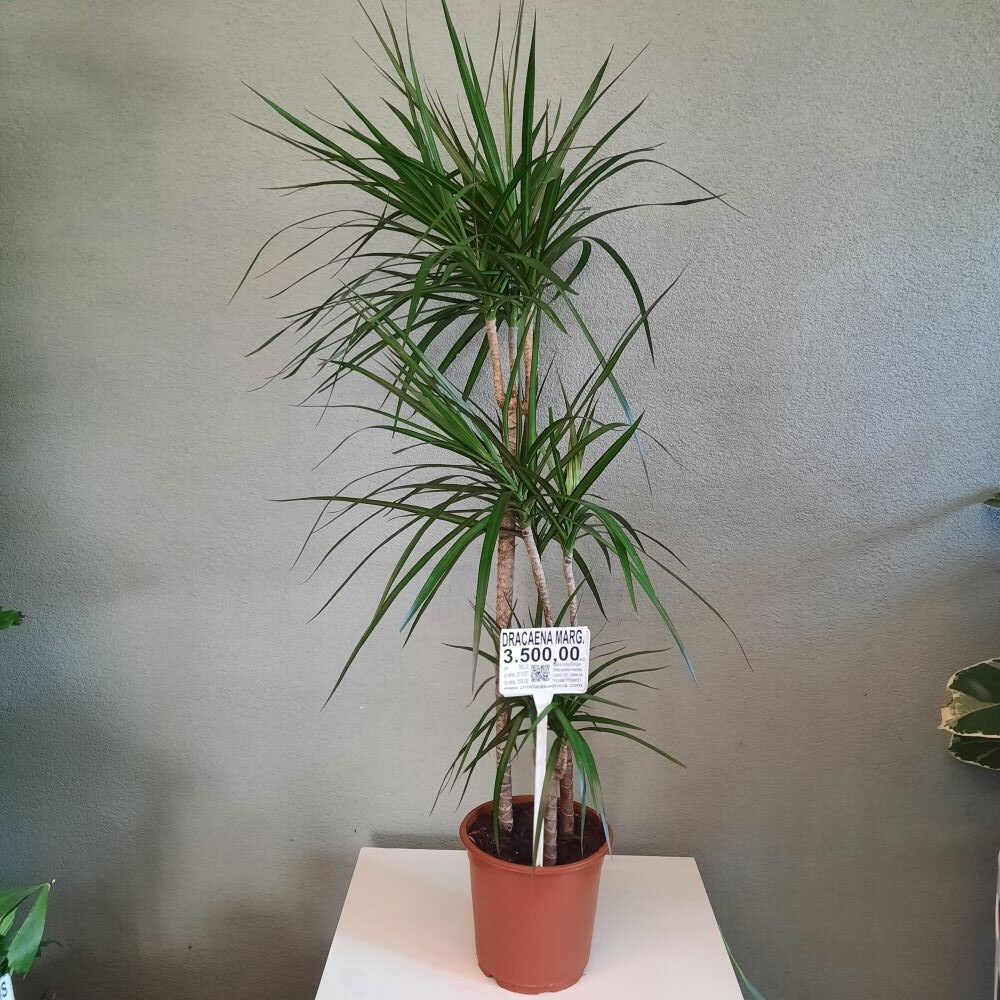 Dracaena marginata 3 štapa 120 cm