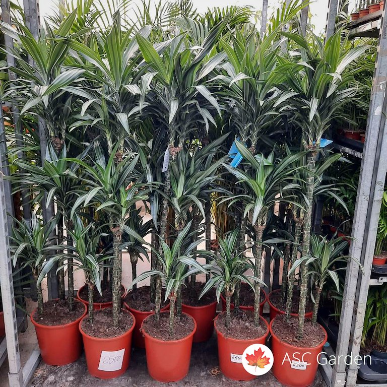 Dracaena Warneckei 4 štapa