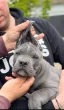 Cane Corso Kane Korso štenci