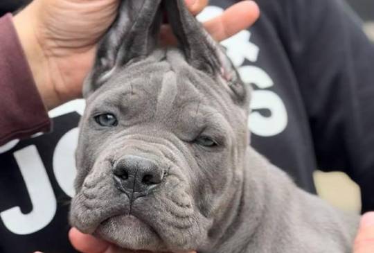 Cane Corso Stenci