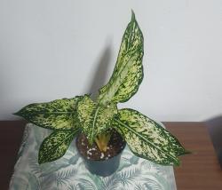 Aglaonema White kiwi