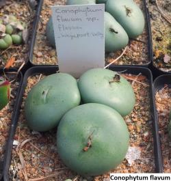 Conophytum flavum - 10 semenke
