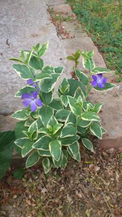 Vinca minor variegata