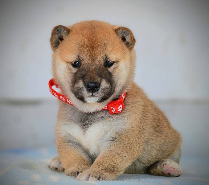 Šiba Inu štenci - Shiba Inu