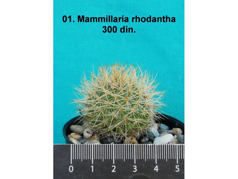 Mammillaria rhodantha