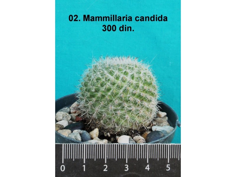 Mammillaria candida
