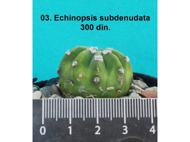 Echinopsis subdenudata