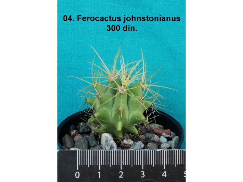 Ferocactus johnstonianus