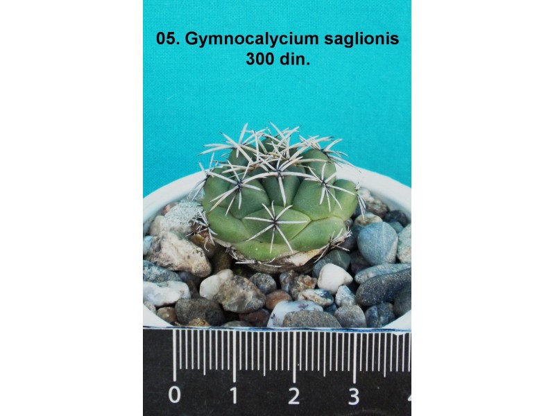 Gymnocalycium saglionis