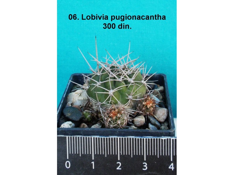 Lobivia pugionacantha