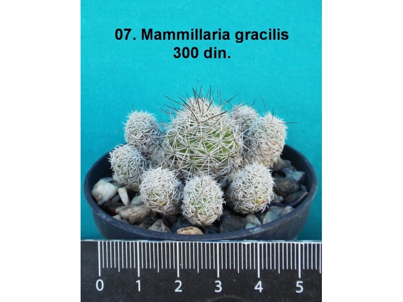 Mammillaria gracilis
