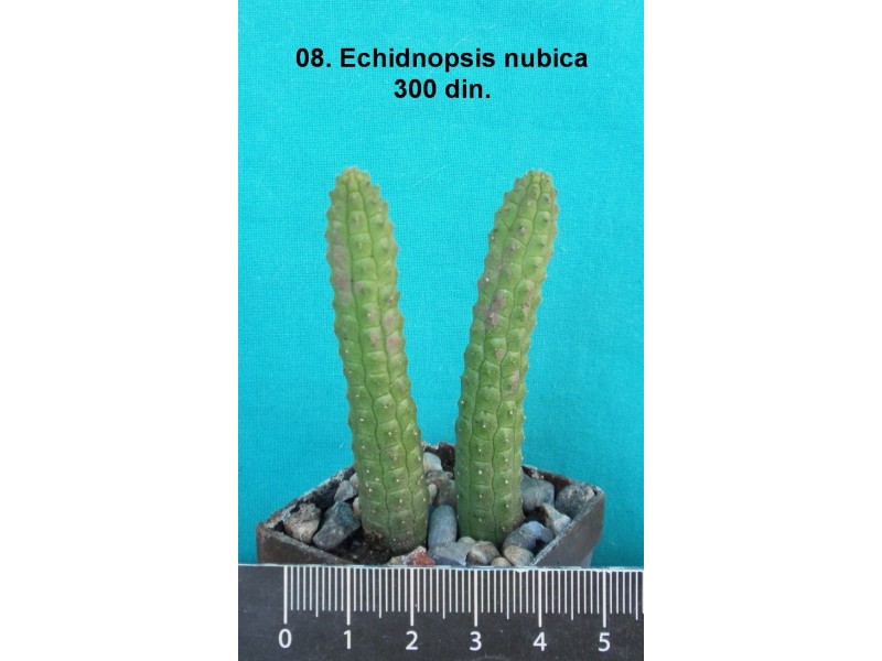 Echidnopsis nubica
