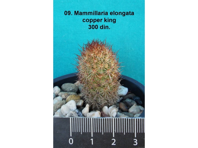 Mammillaria elongata copper king