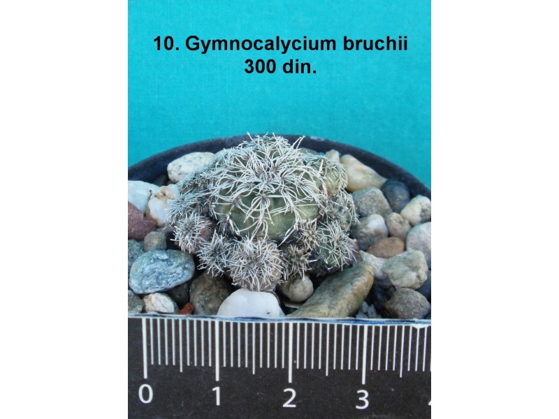 Gymnocalycium bruchii
