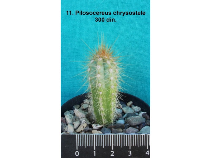 Pilosocereus chrysostele