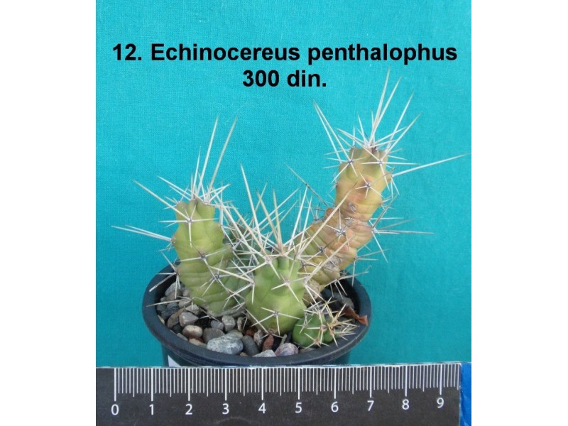 Echinocereus penthalophus