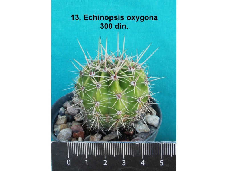 Echinopsis oxygona