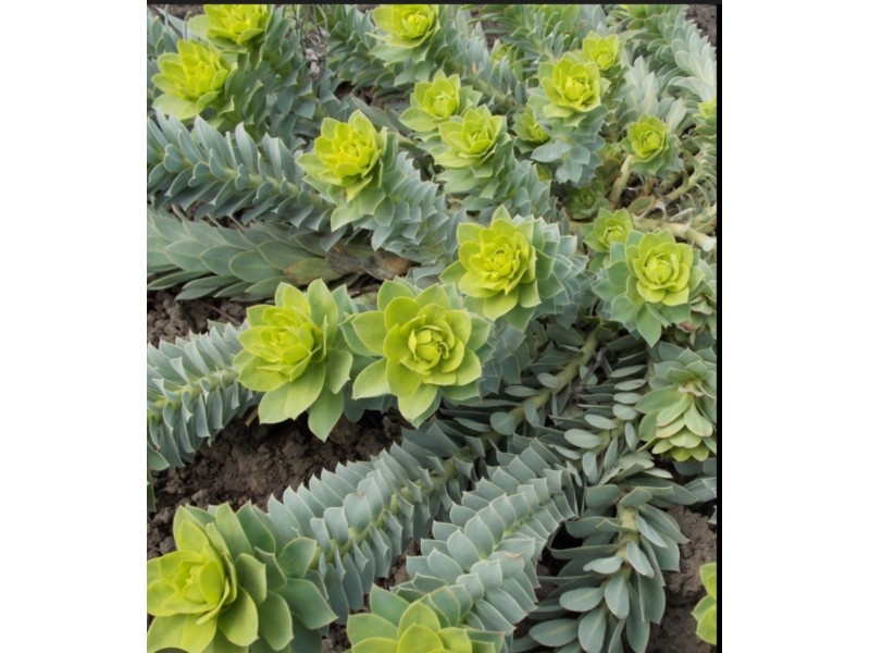 Euphorbia myrsinates-sadnica
