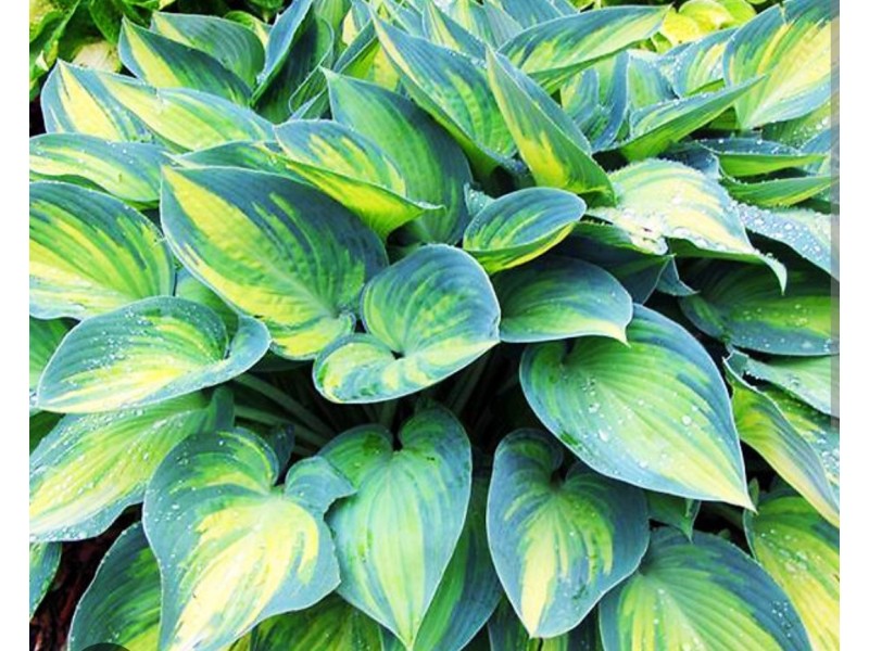 Hosta June sadnica