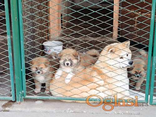 Japanska Akita (Akita Inu) stenci