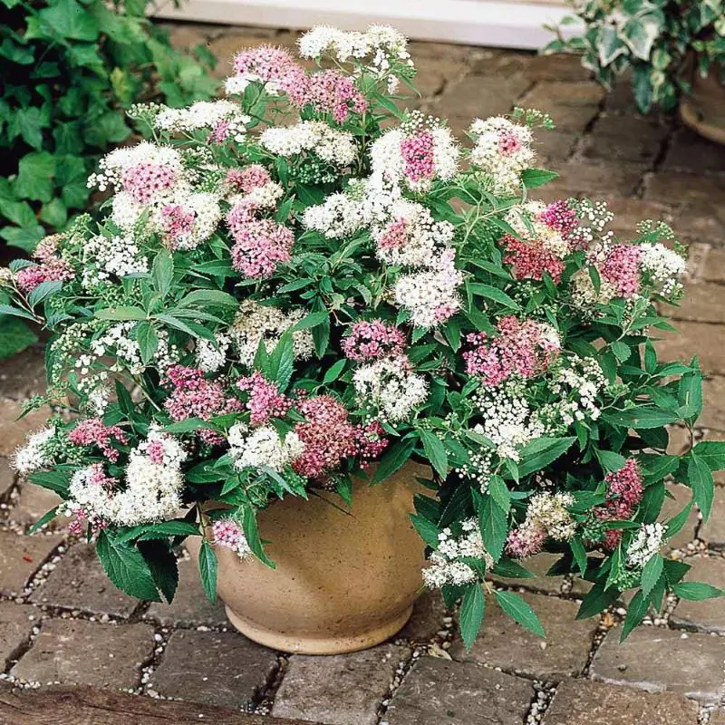 Spirea Dvobojna