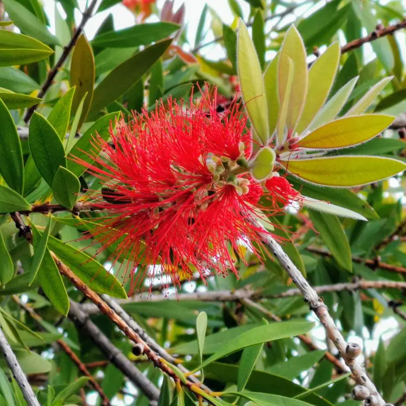 Kalistemon na štapu