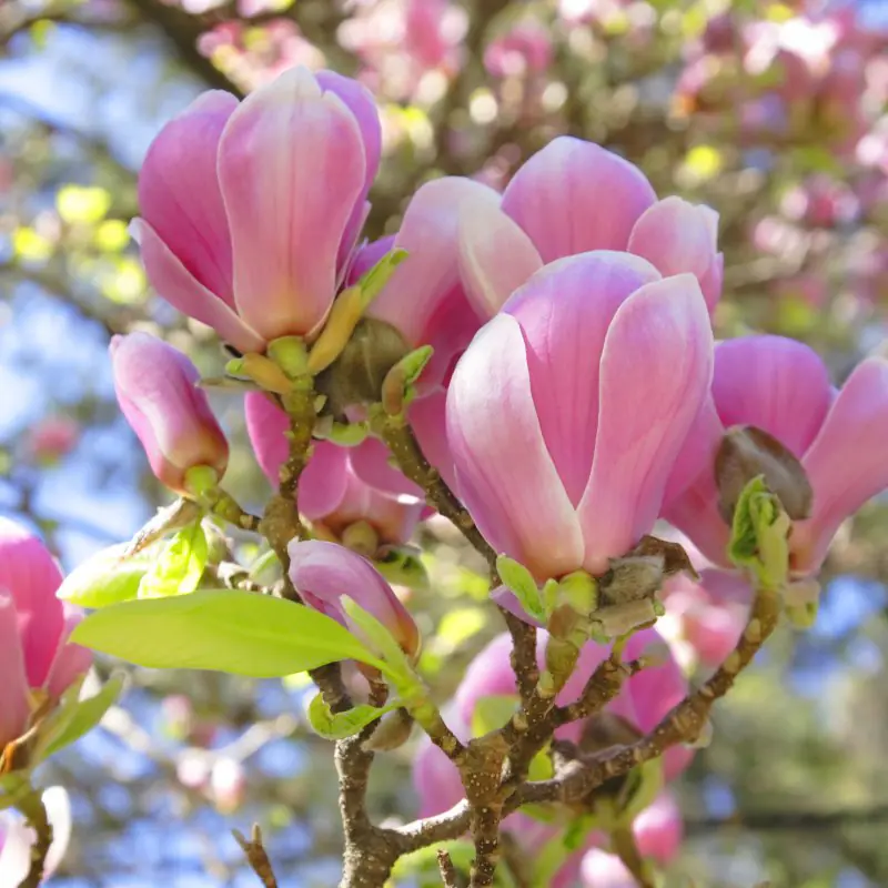 Magnolija