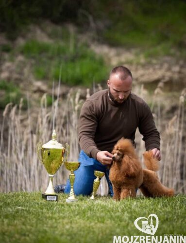 Crveni toy mužjak dostupan za parenje