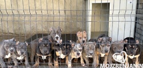 American bully XL / XXL