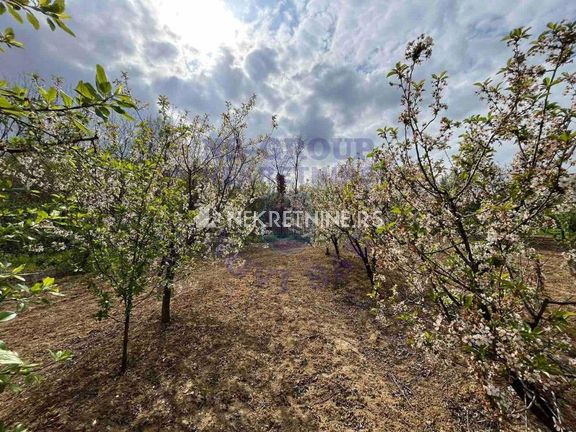 Na prodaju fenomenalan poljoprivredni plac u Svilošu