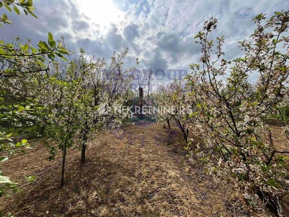 Na prodaju fenomenalan poljoprivredni plac u Svilošu!