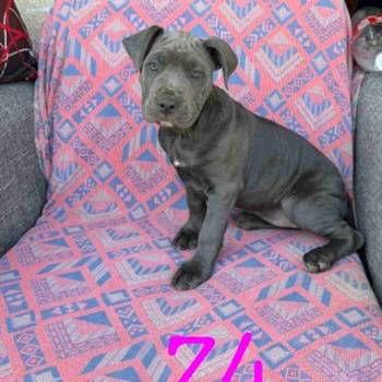 Pitbul Blue Nose stenci ❲ 300 eur ❳