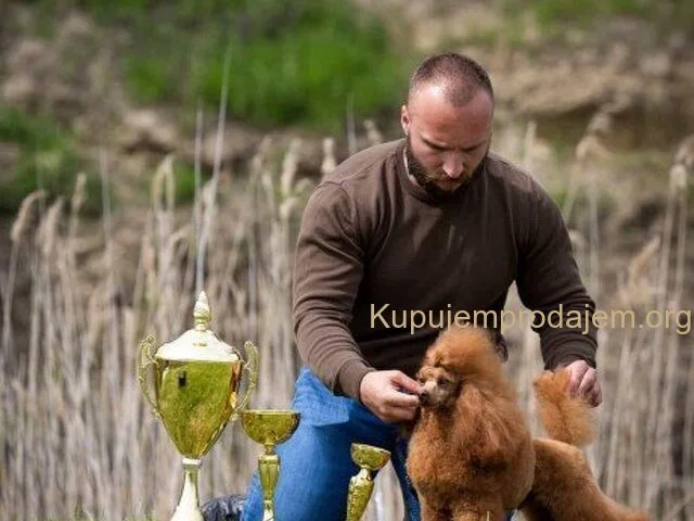 Crveni toy mužjak dostupan za parenje