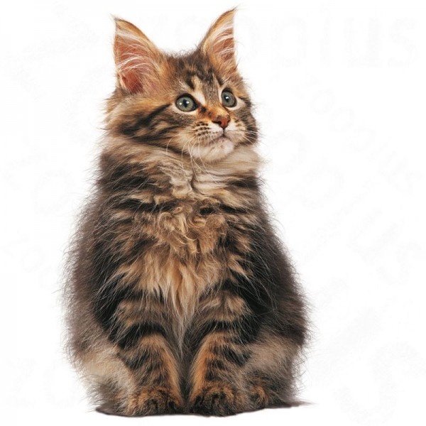 Royal Canin Suva hrana za mačiće Kitten Maine Coon - 2kg.