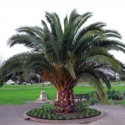 Phoenix Canariensis (10 semenki)