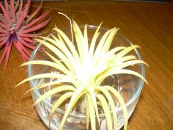 Tillandsia ionantha alba