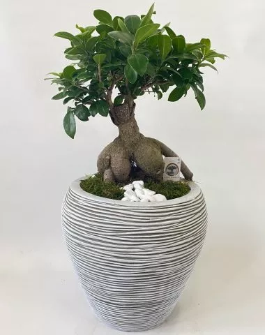 FICUS GINSENG
