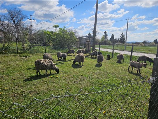 Romanovski Ovnici Siljegice