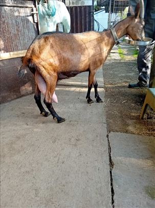 Prodajem alpino kozu, sa 2 jareta ili bez